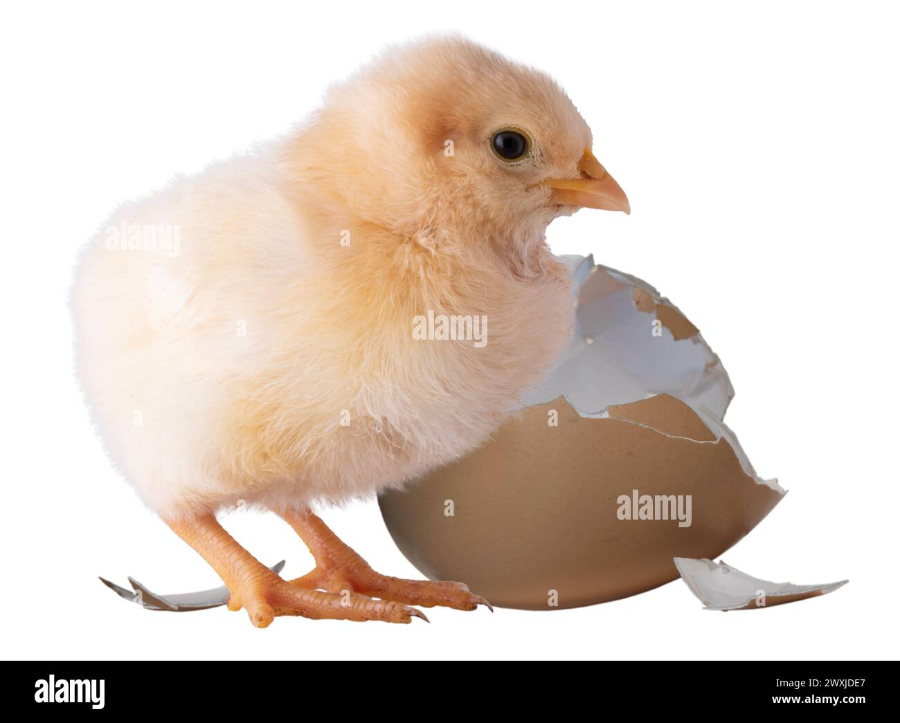 Egg and shell parts news to a bright yellow buff Orpington chicken ...