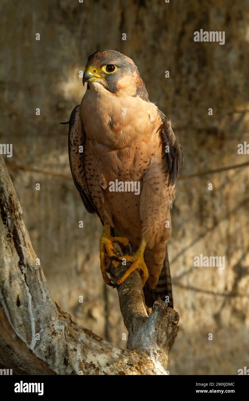 Barbary falcon (Falco peregrinus pelegrinoides Stock Photo - Alamy