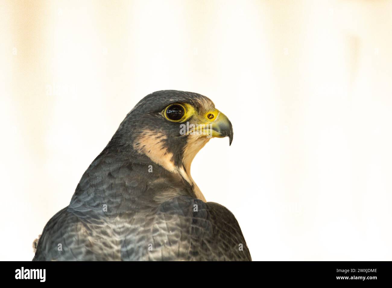 Barbary falcon (Falco peregrinus pelegrinoides Stock Photo - Alamy