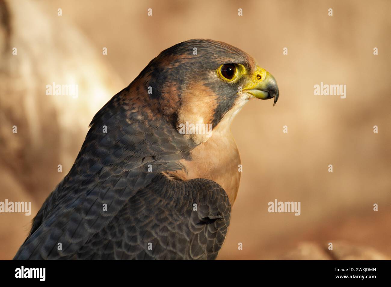 Barbary falcon (Falco peregrinus pelegrinoides Stock Photo - Alamy