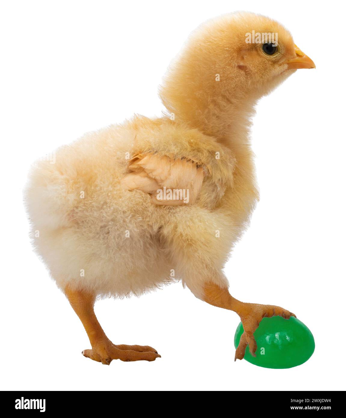 Orange and gold feathers Cut Out Stock Images & Pictures - Alamy