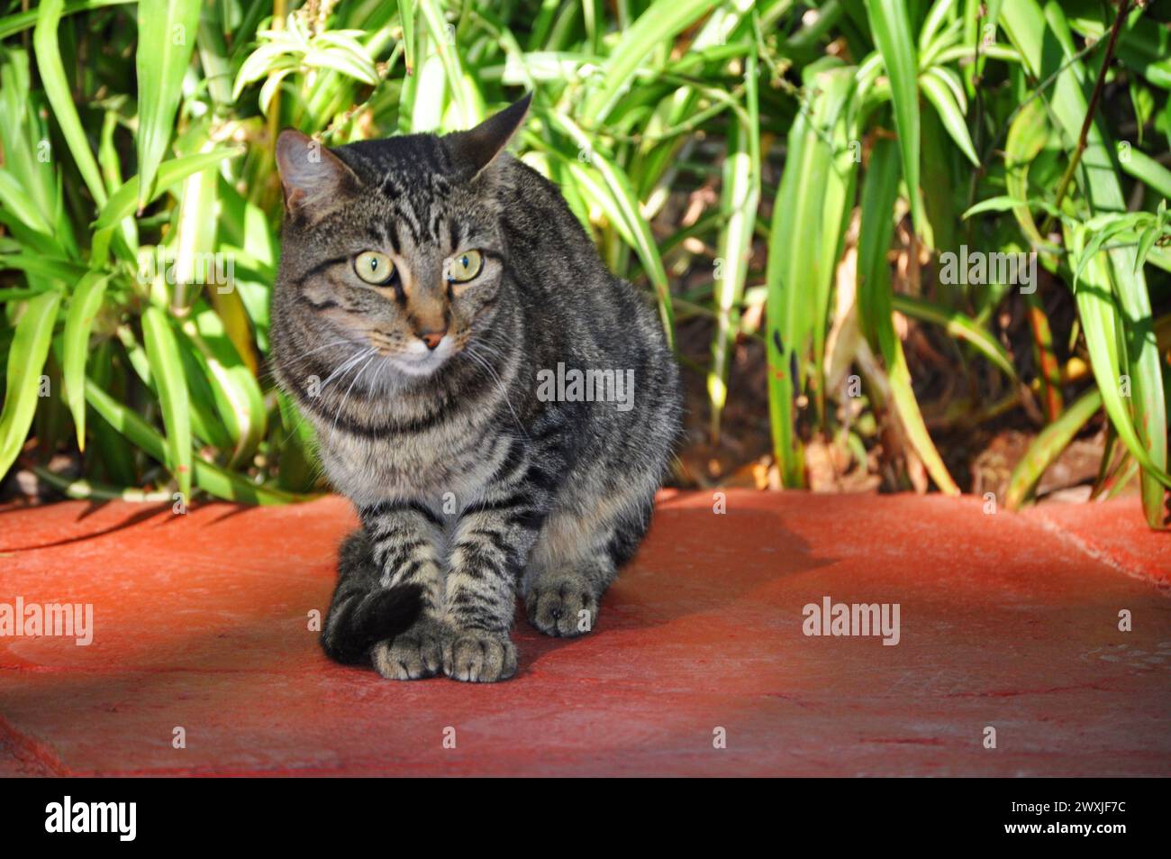 Scared kitten hi-res stock photography and images - Alamy