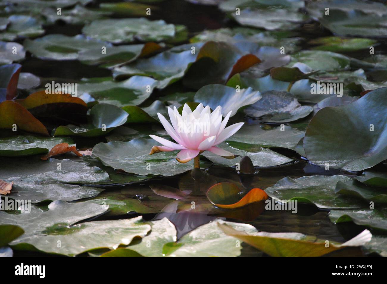 Aquatic calm hi-res stock photography and images - Alamy
