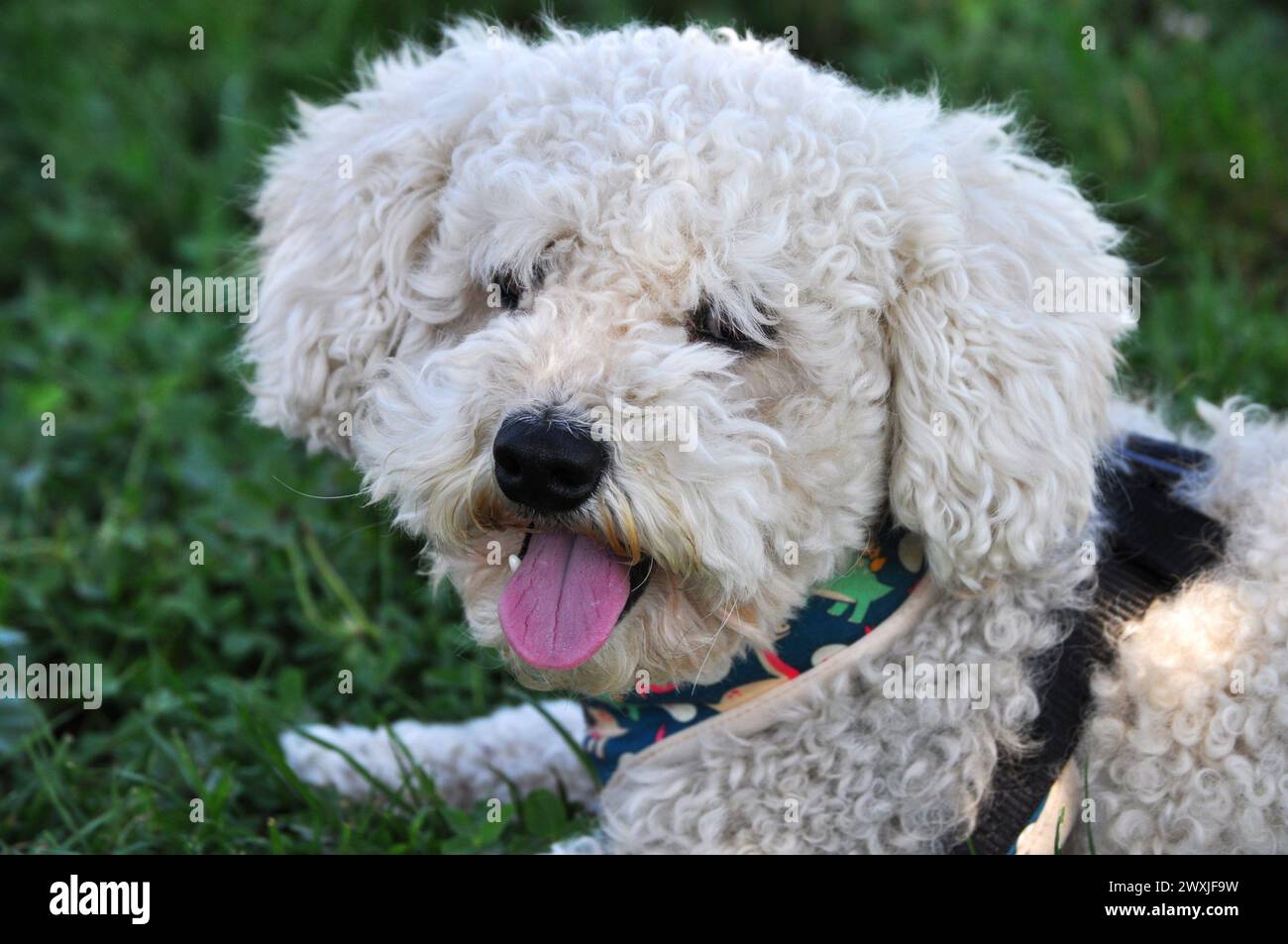 Happy poodle hi-res stock photography and images - Alamy