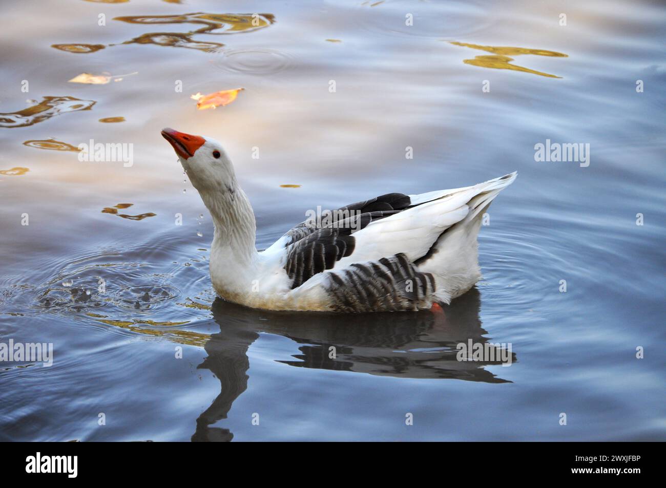 Goose drinking water in the lake Stock Photo - Alamy