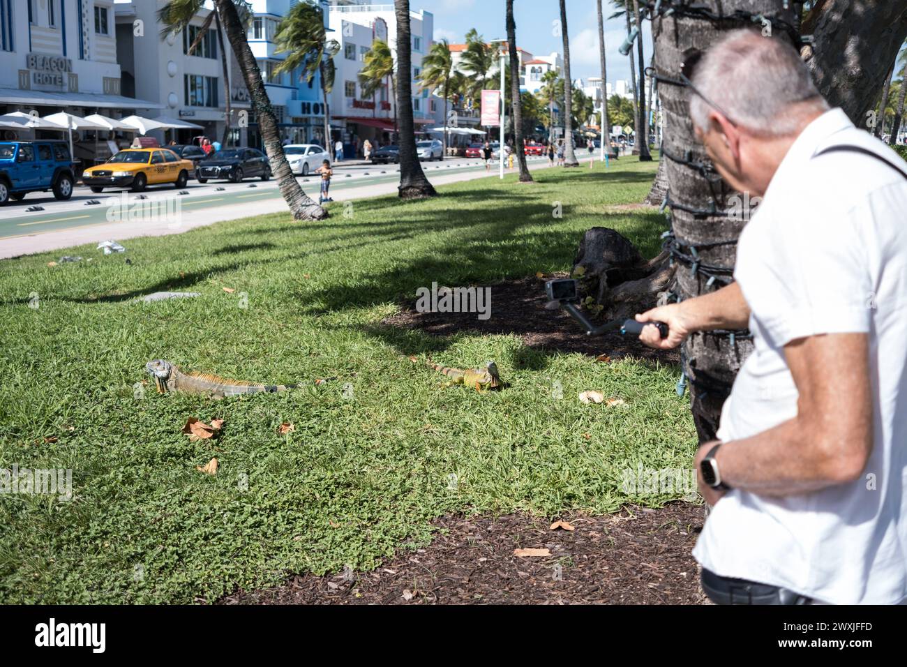 Miami, USA. 26th Oct, 2023. Large South Beach Iguanas Stock Photo - Alamy