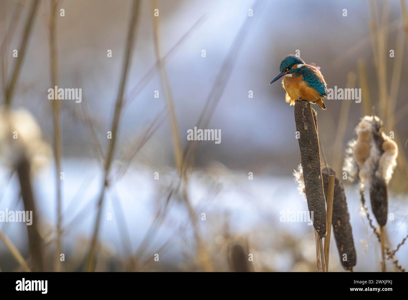 Kingfisher silhouette hi-res stock photography and images - Alamy