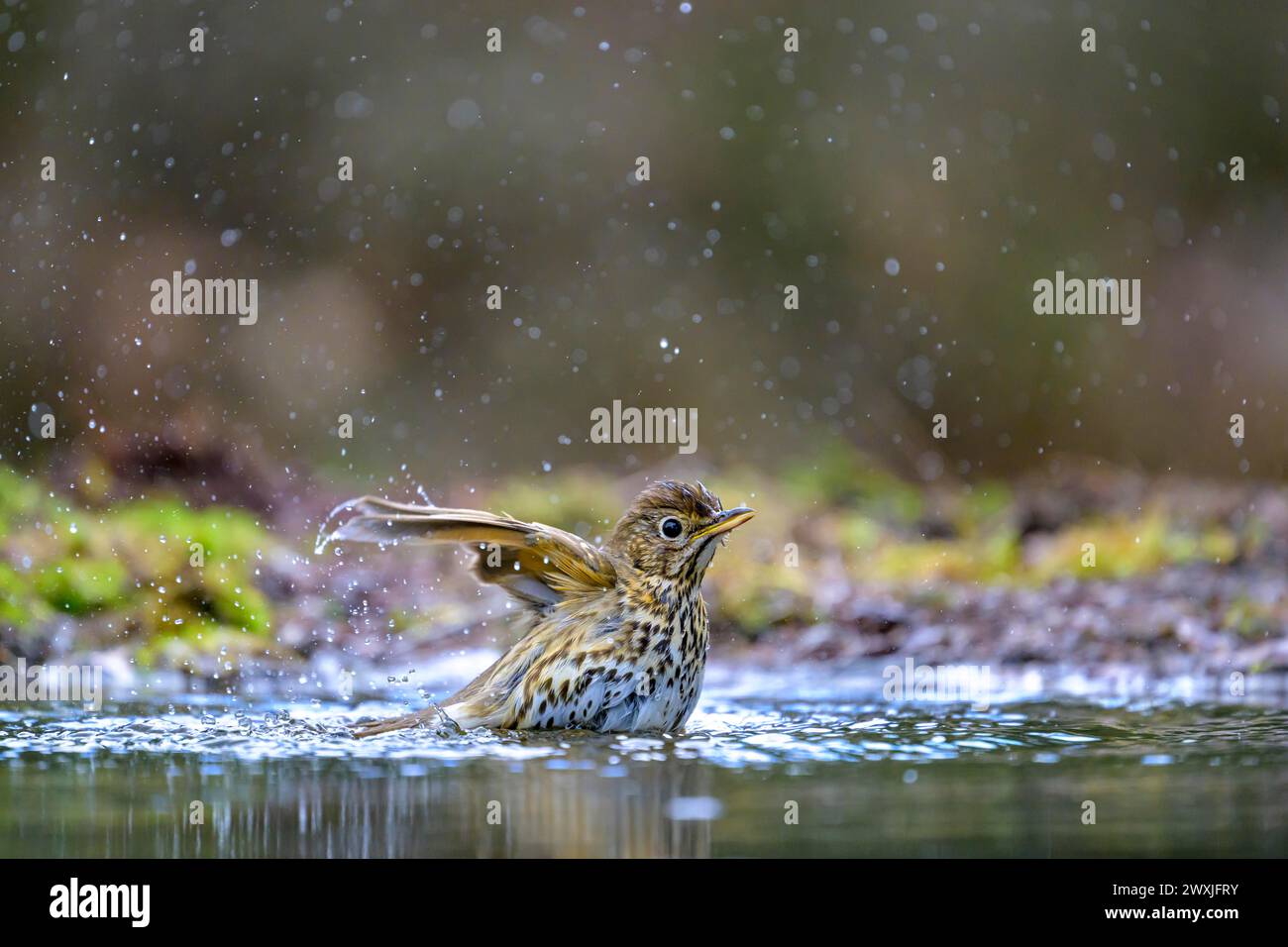 A song thrush (Turdus philomelos) bathing in a shallow pond with water ...
