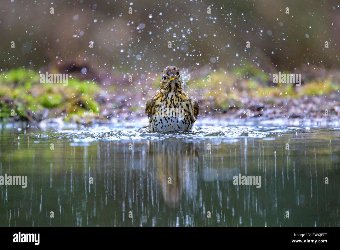 A song thrush (Turdus philomelos) bathing in a shallow pond with water ...
