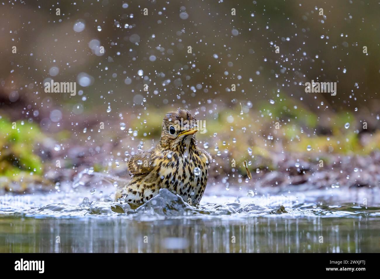A song thrush (Turdus philomelos) bathing in a shallow pond with water ...