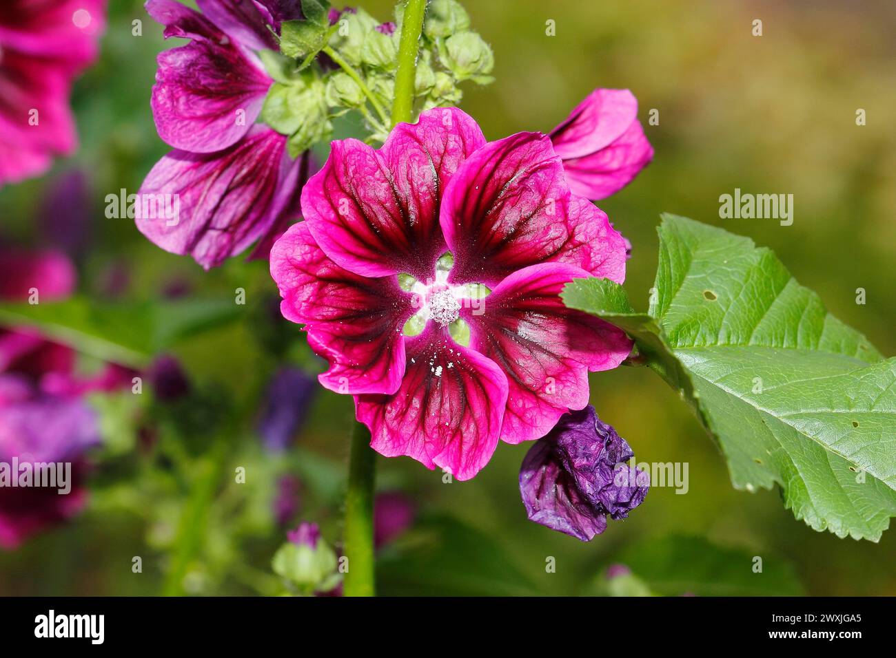 Common mallow (Malva sylvestris), North Rhine-Westphalia, Germany Stock ...