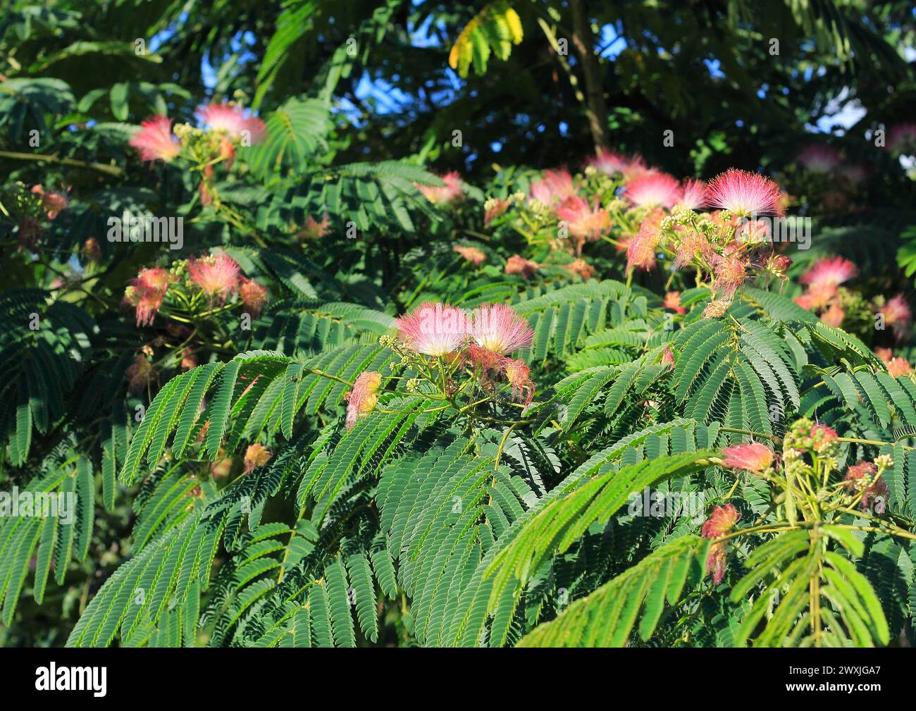 Persian bastard tamarind (Albizia julibrissin), North Rhine-Westphalia ...