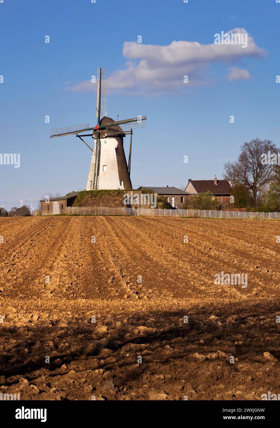 Historic Grottenherten tower windmill, Bedburg, Rhine-Erft district ...