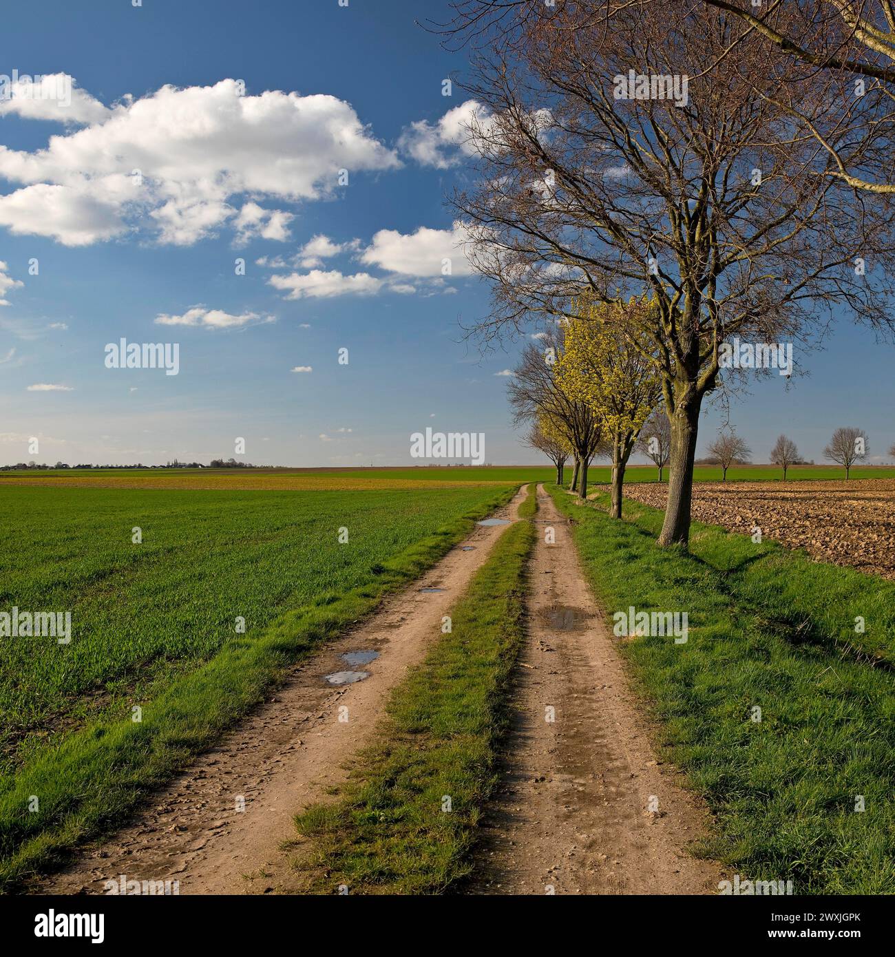 Path with trees in an argar landscape, Grottenherten, Bedburg, Rhine ...