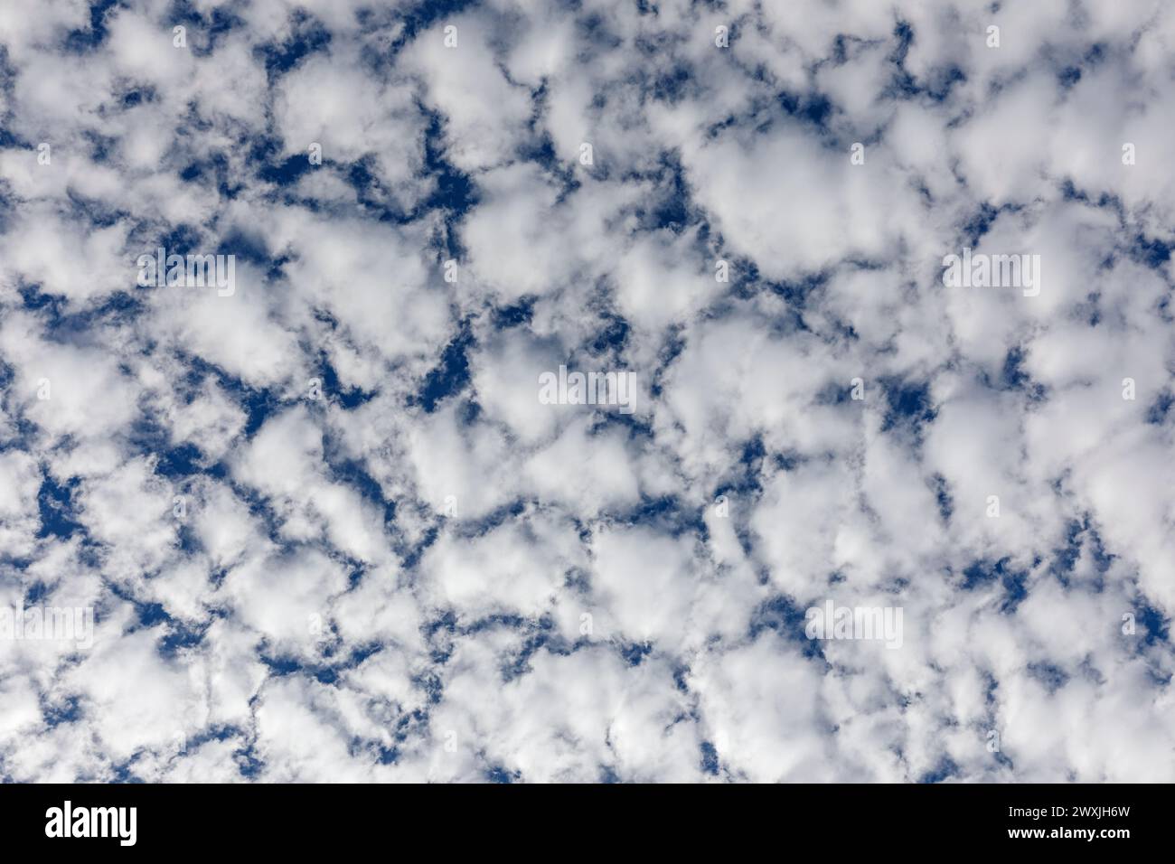 Fluffy white clouds and blue sky. Looking straight up Stock Photo - Alamy