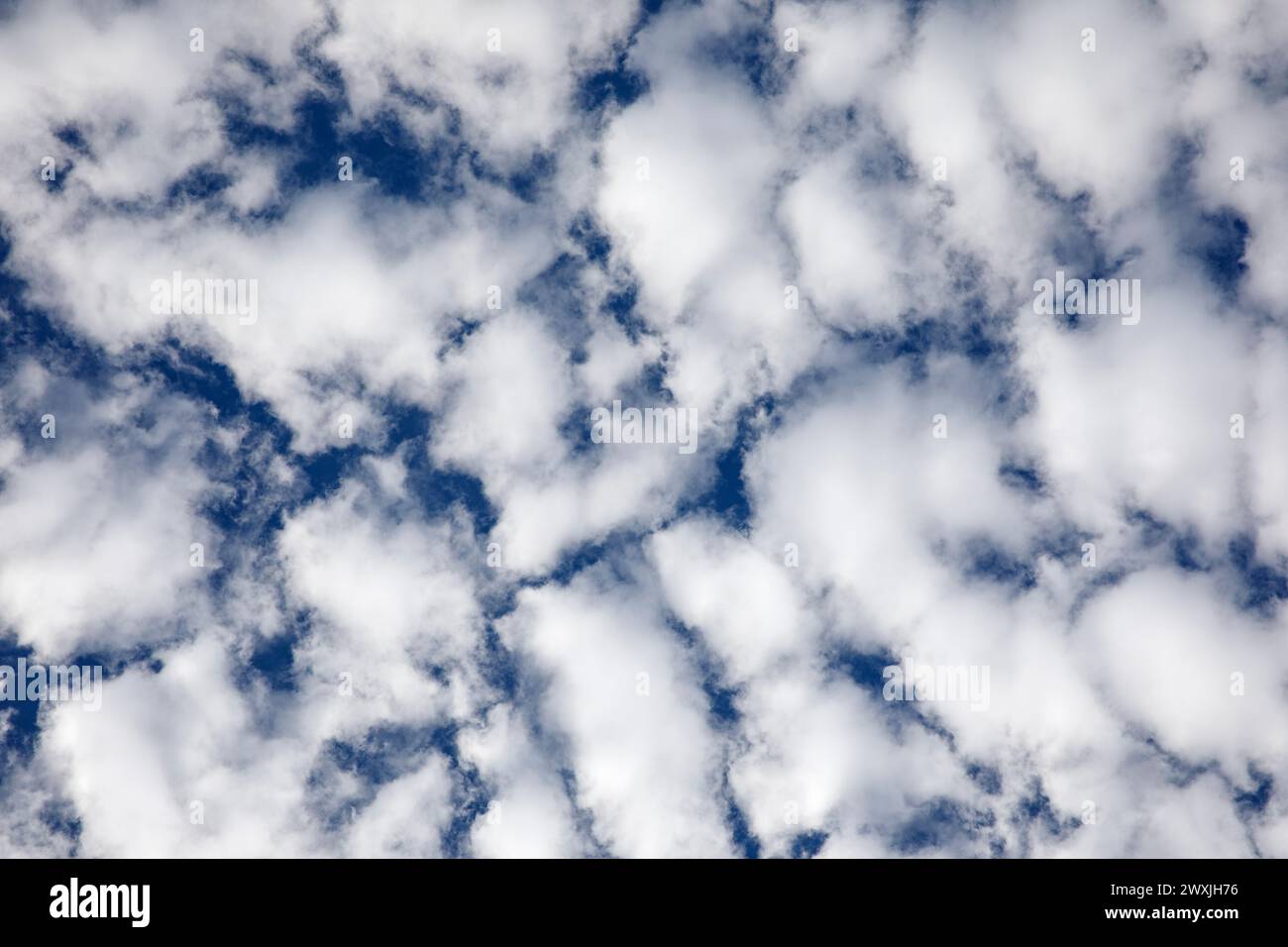 Fluffy white clouds and blue sky. Looking straight up Stock Photo - Alamy