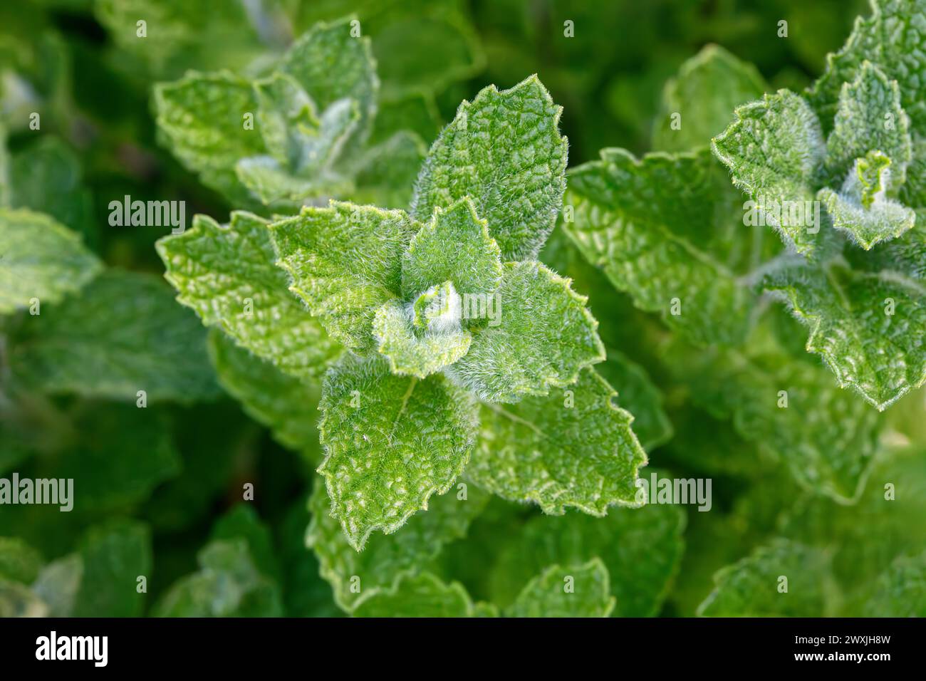 Spearmint plant hi-res stock photography and images - Alamy