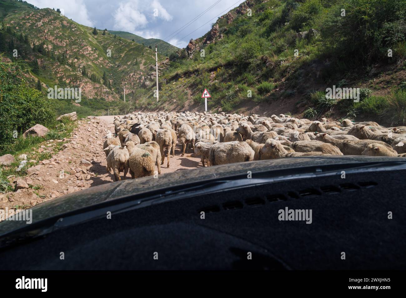 A flock of sheep blocking the dusty dirt road winding through valley ...