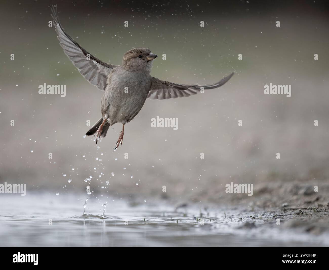 House sparrow, Passer domesticus, single female bird leaping from water ...