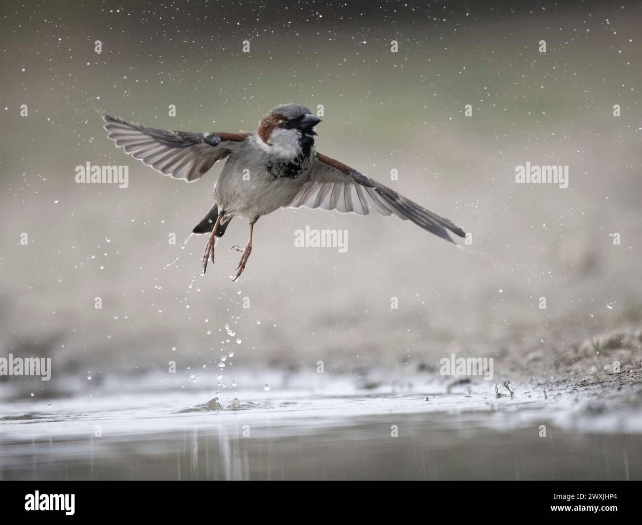 House sparrow, Passer domesticus, single male bird leaping from water ...