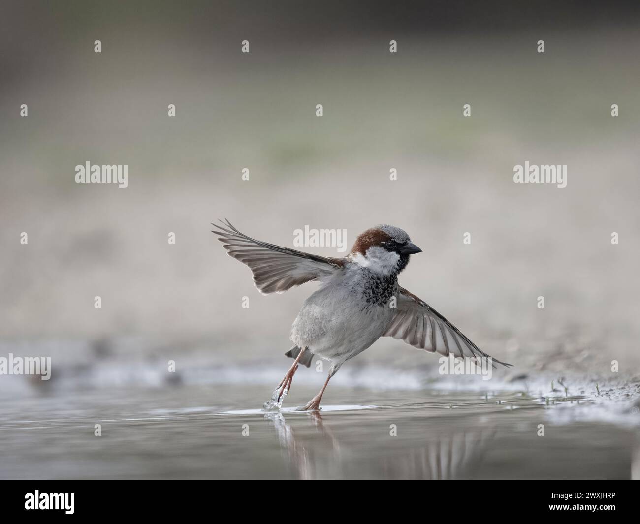 House sparrow, Passer domesticus, single male bird leaping from water ...