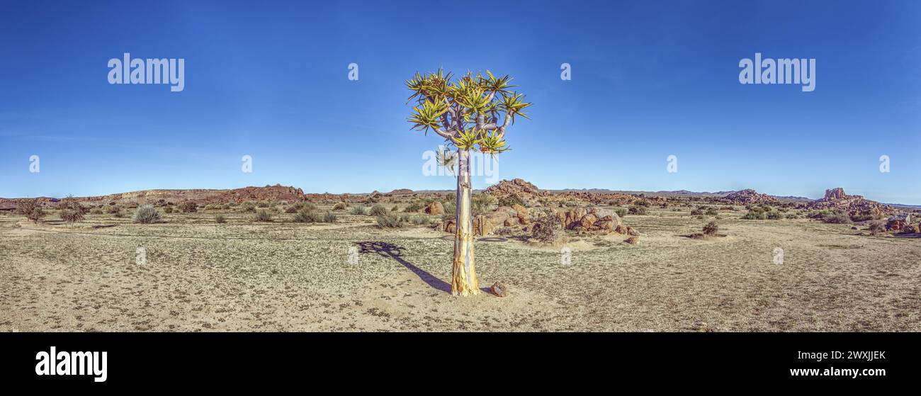 Panoramic view of a solitary quiver tree in the southern Namibian ...