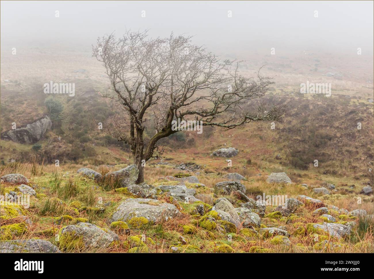 Lone tree in the misty rain with vibrant mossy undergrowth Stock Photo ...