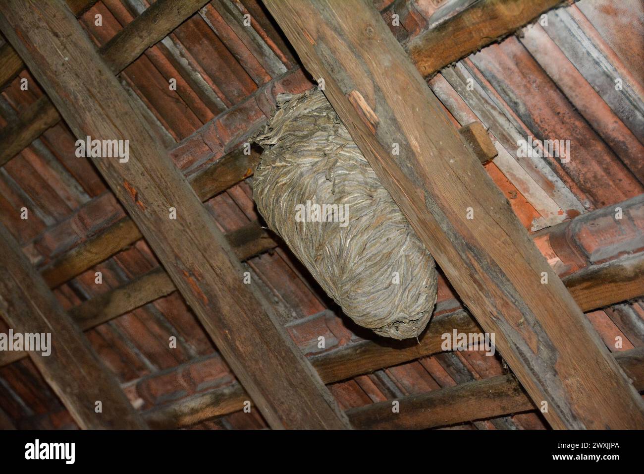 Empty Wasp nest under an old house roof by the roof tiles Stock Photo ...