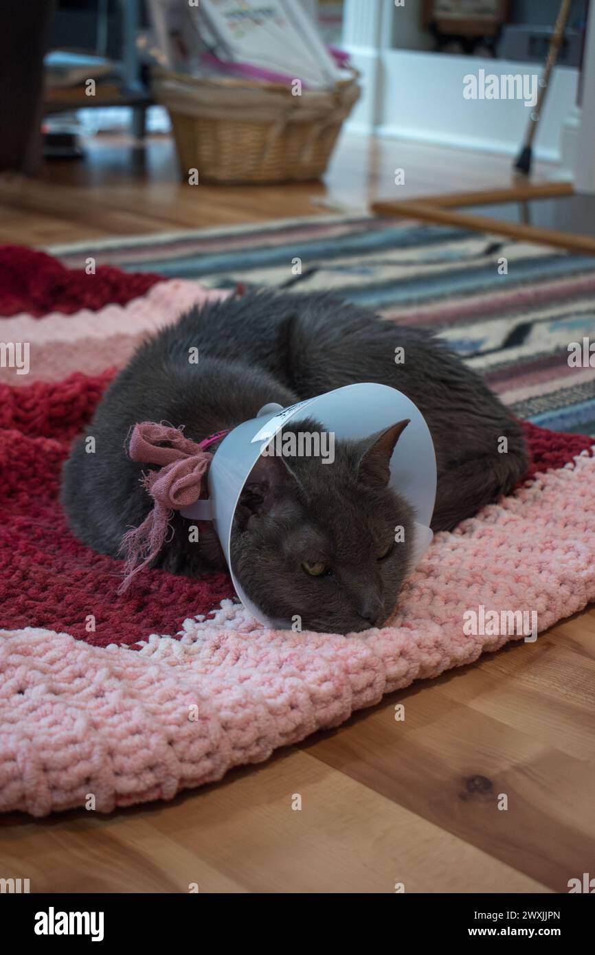 Cat elizabethan collar hi-res stock photography and images - Alamy