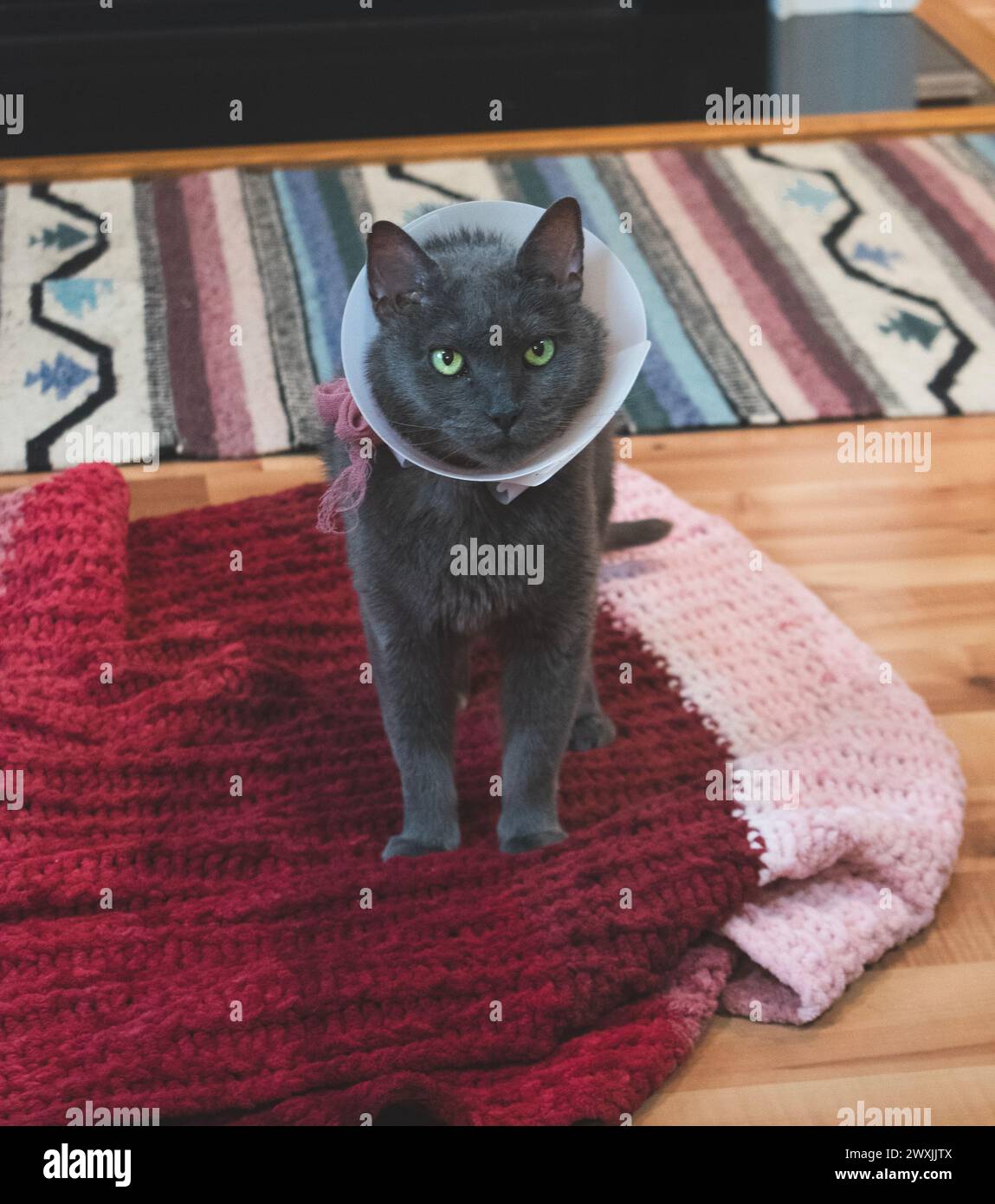 A gray cat with green eyes, and a cone of shame around her neck Stock ...
