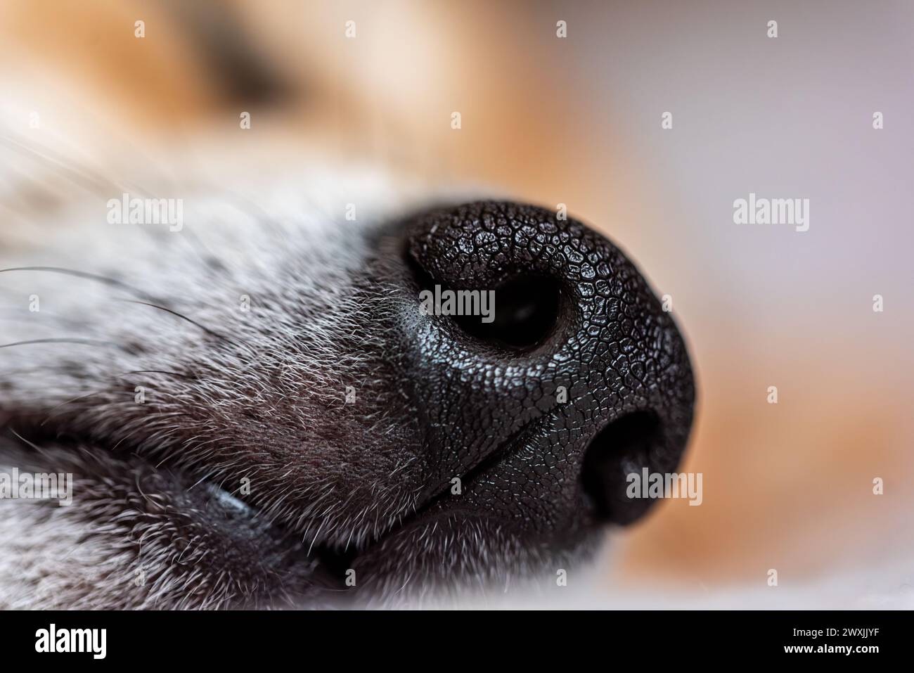 Macrophotography of sleeping Shiba inu dog's nose Stock Photo - Alamy