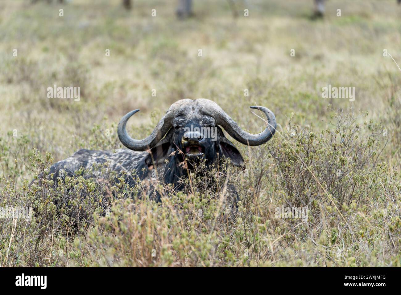 African buffalo in the kenyan savanna Stock Photo - Alamy