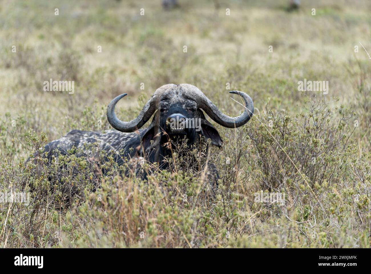African buffalo in the kenyan savanna Stock Photo - Alamy