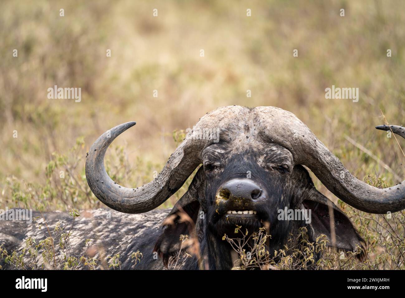 African buffalo in the kenyan savanna Stock Photo - Alamy
