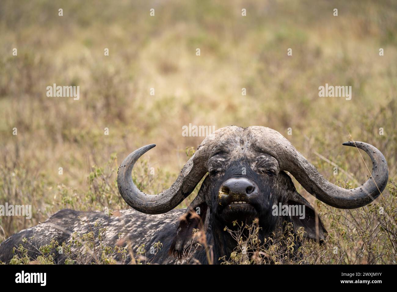 African buffalo in the kenyan savanna Stock Photo - Alamy