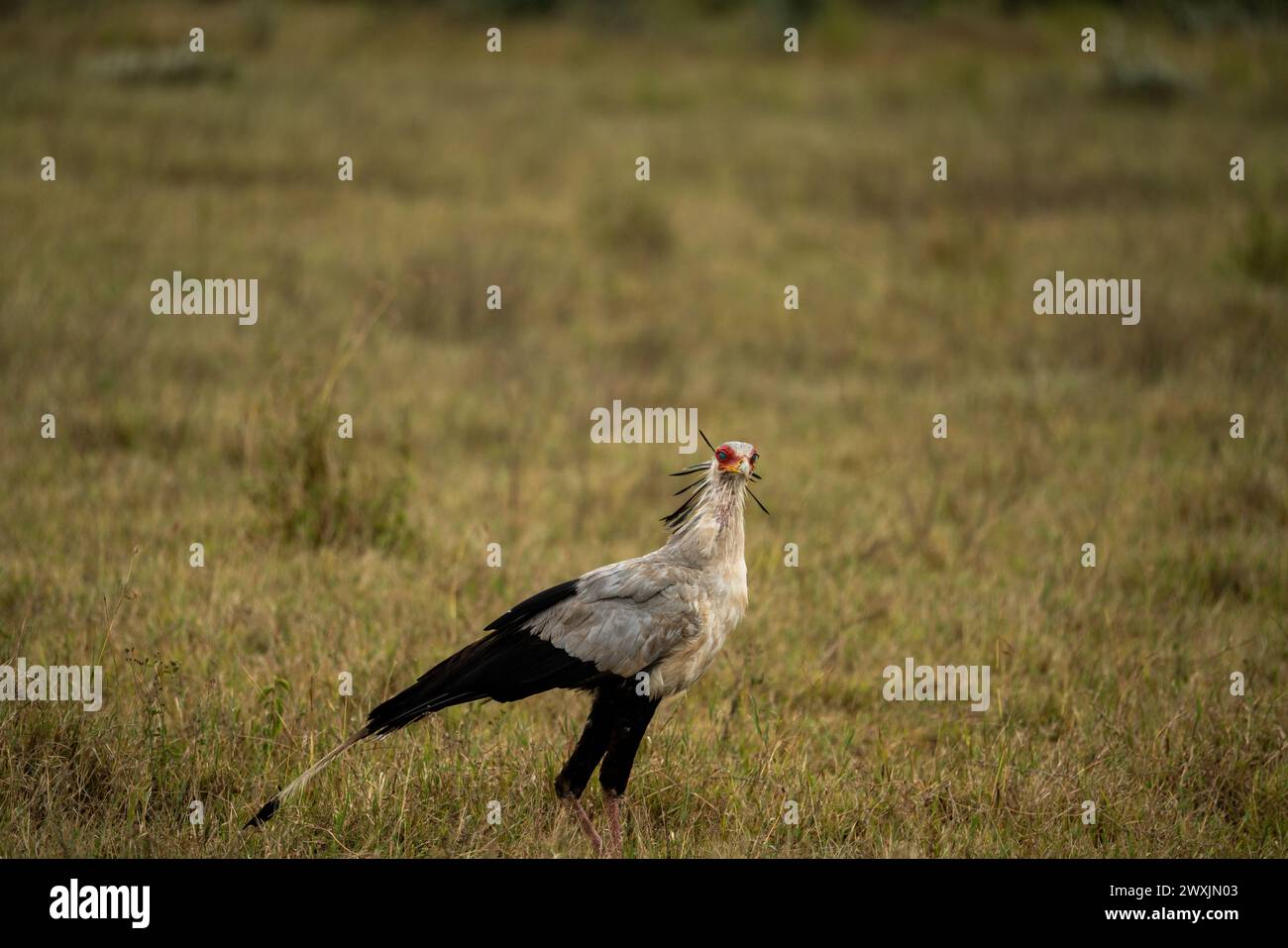 Secretary bird full length hi-res stock photography and images - Alamy