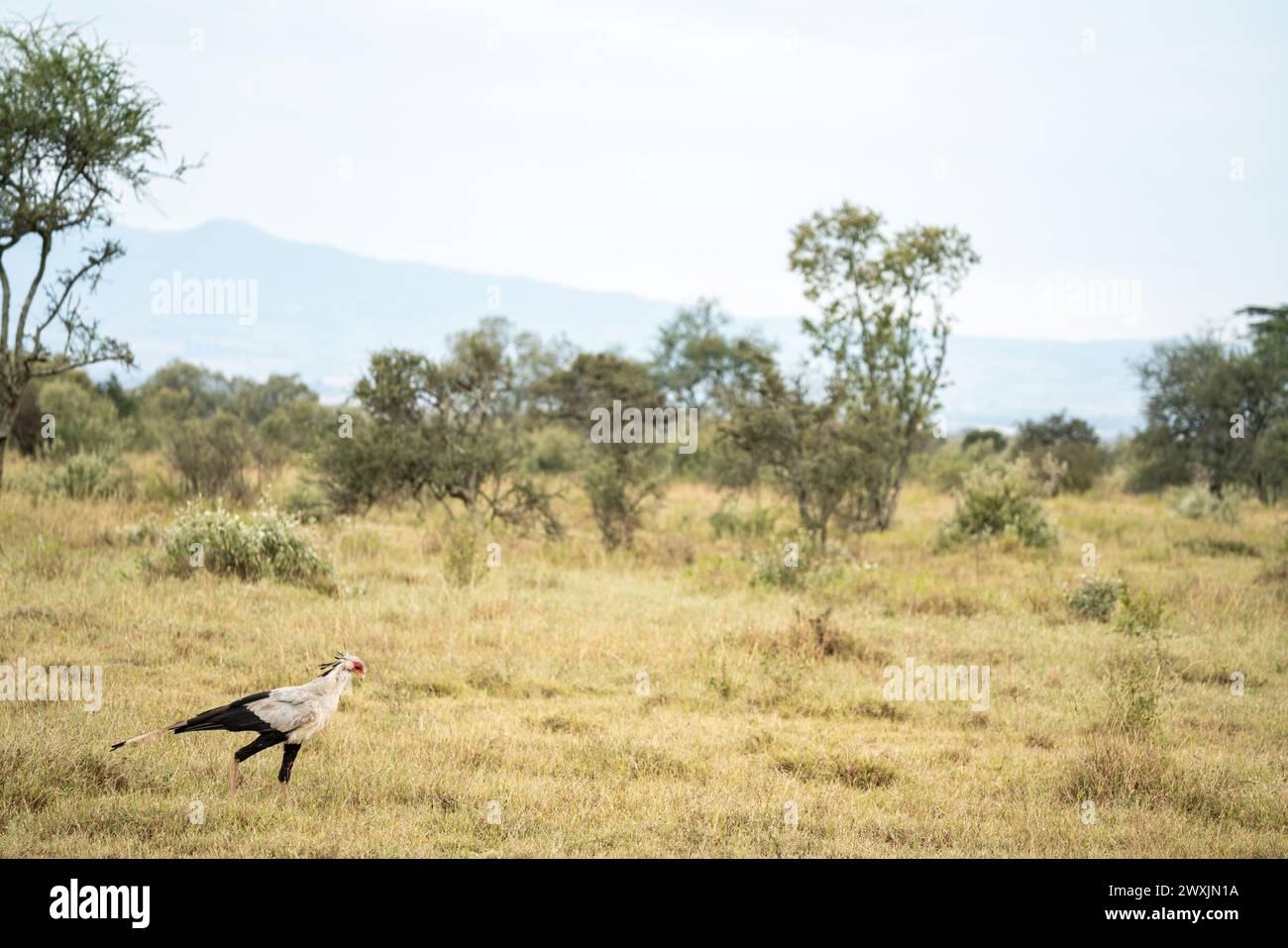 Secretary bird full length hi-res stock photography and images - Alamy