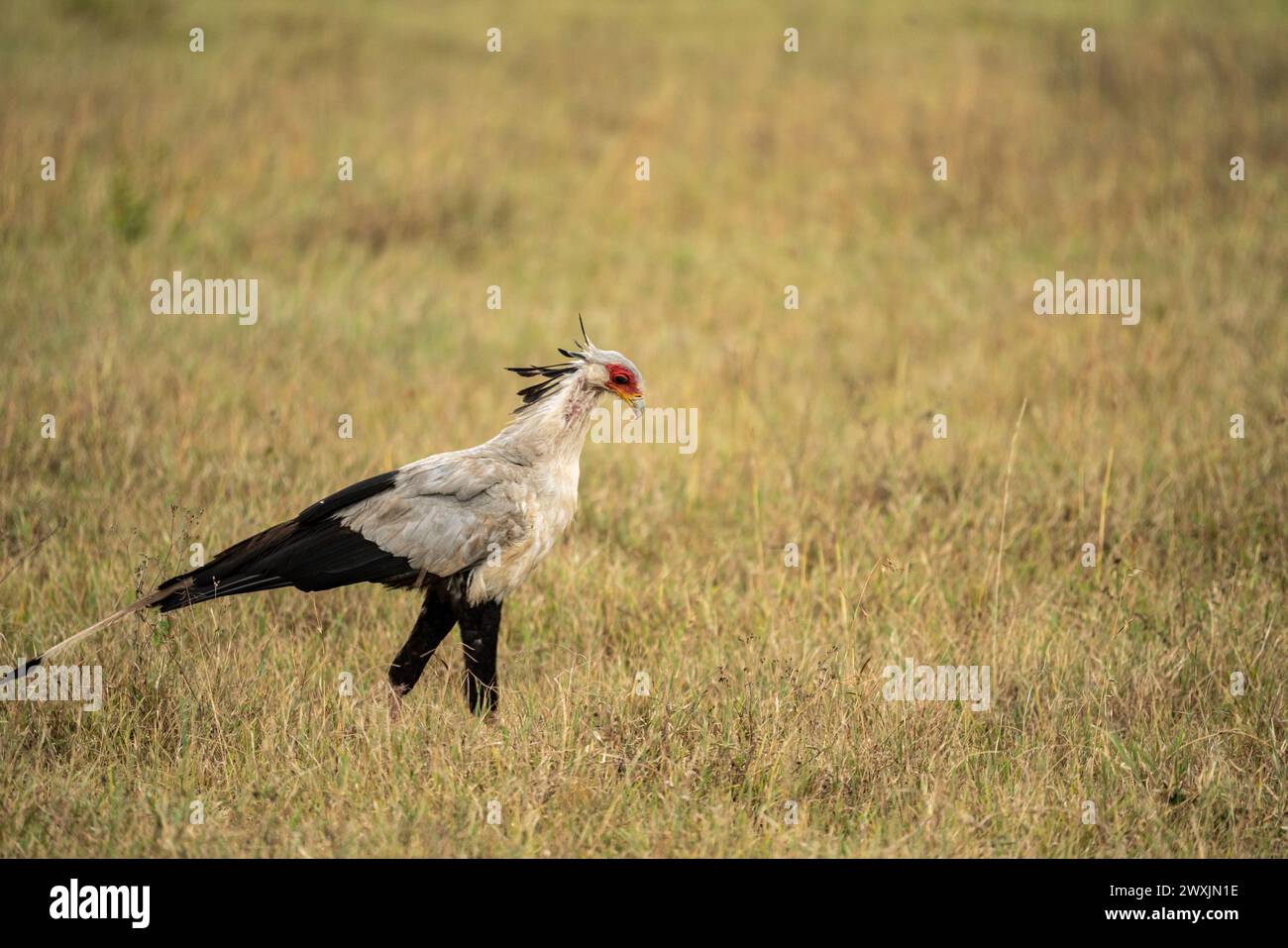 Secretary bird full length hi-res stock photography and images - Alamy