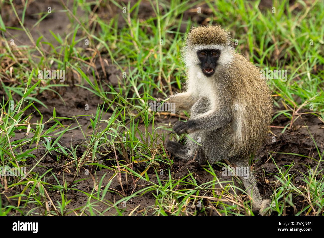 Monkey in the kenyan jungle Stock Photo - Alamy