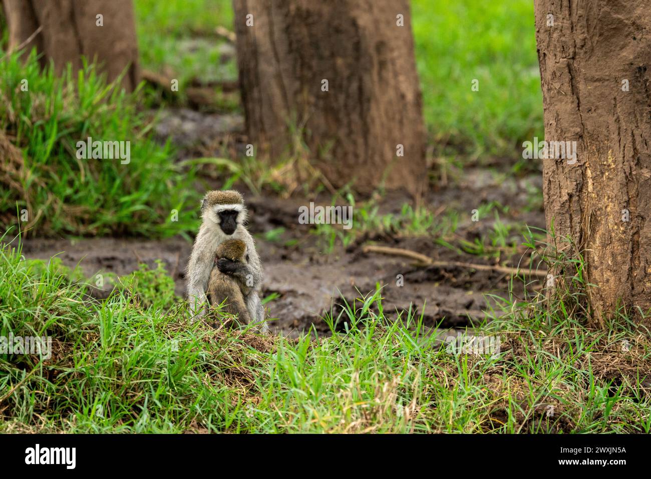 Monkey in the kenyan jungle Stock Photo - Alamy