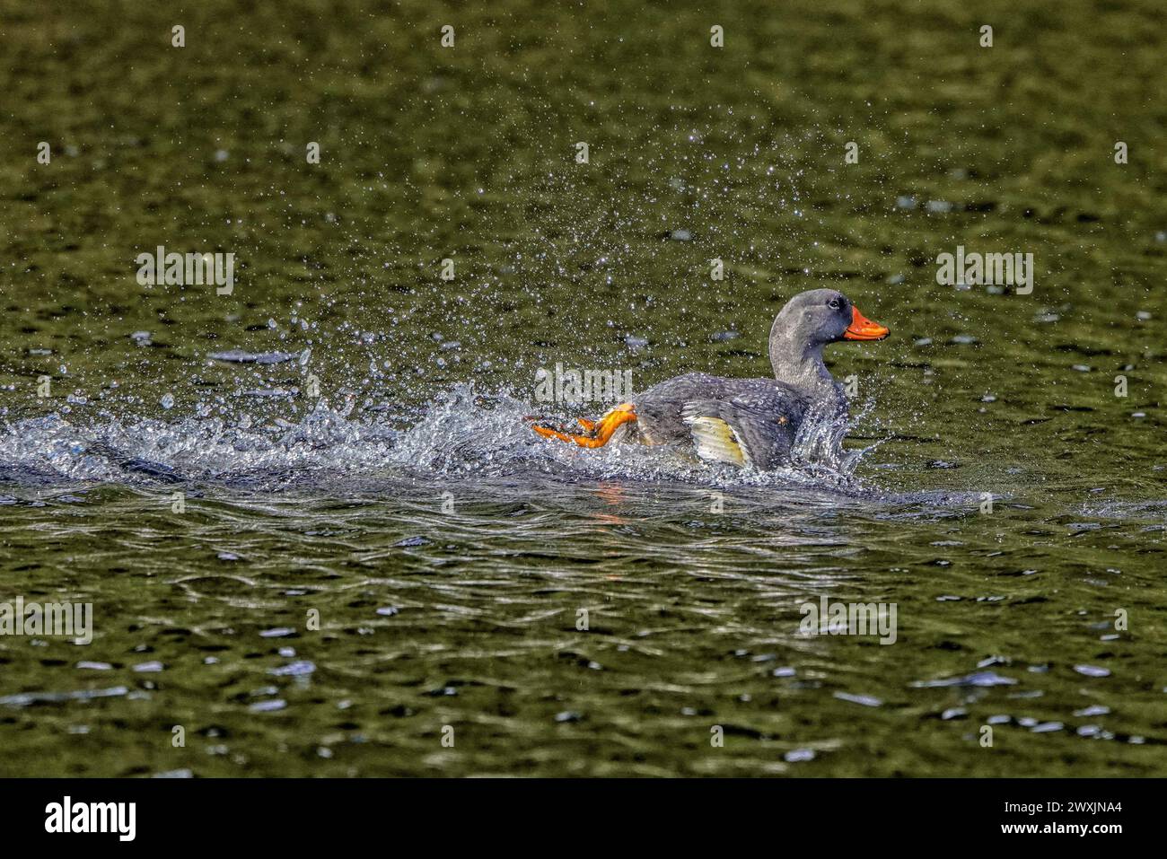Puerto profundo hi-res stock photography and images - Alamy