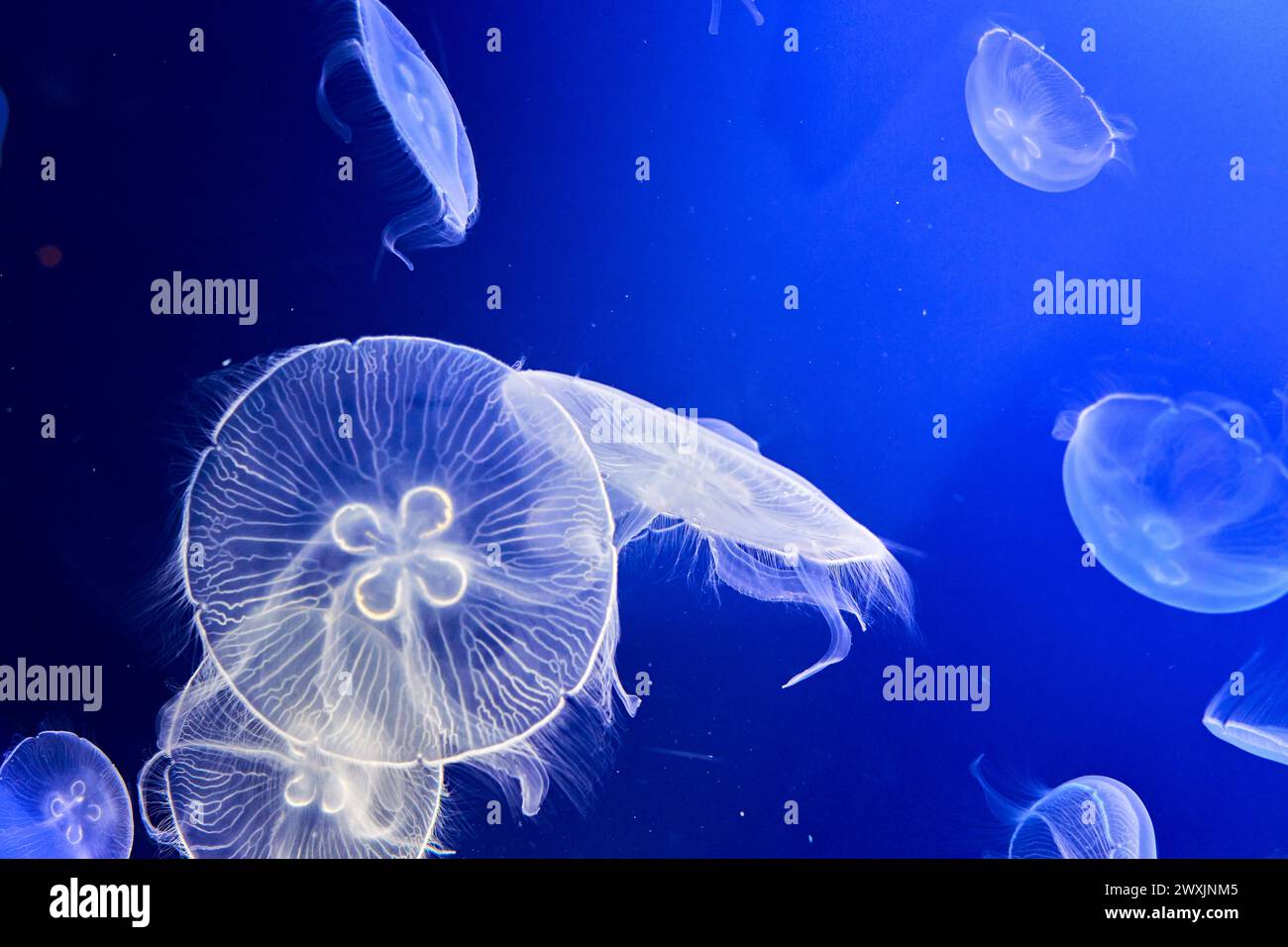 Collection of jellyfish navigating underwater Stock Photo - Alamy