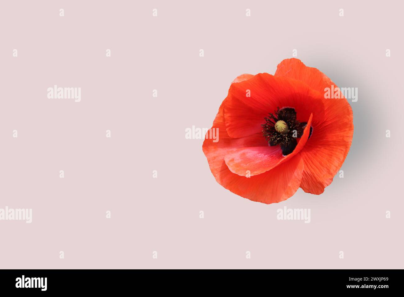 Beautiful single red poppy hi-res stock photography and images - Alamy