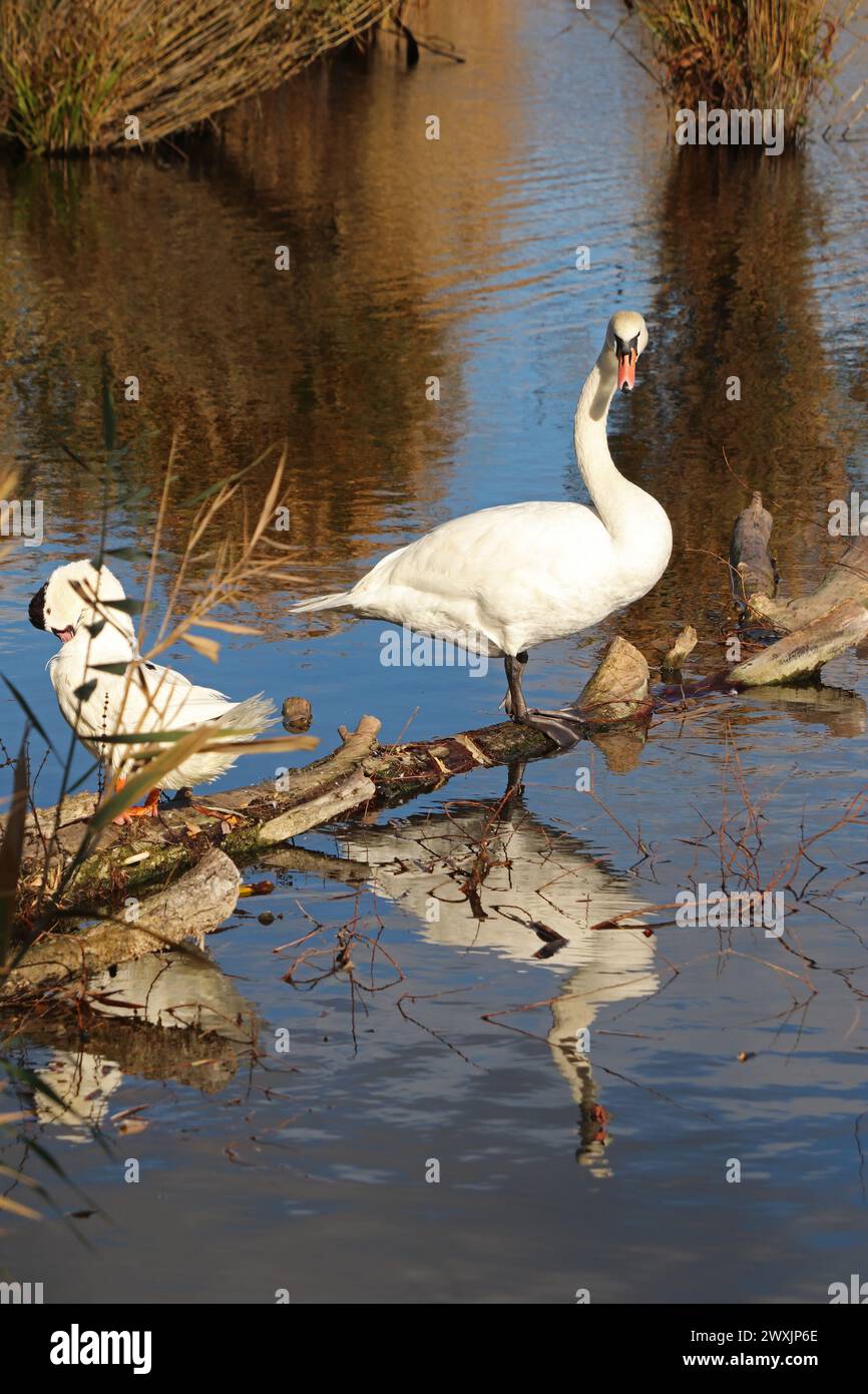 Swan with duck hi-res stock photography and images - Alamy