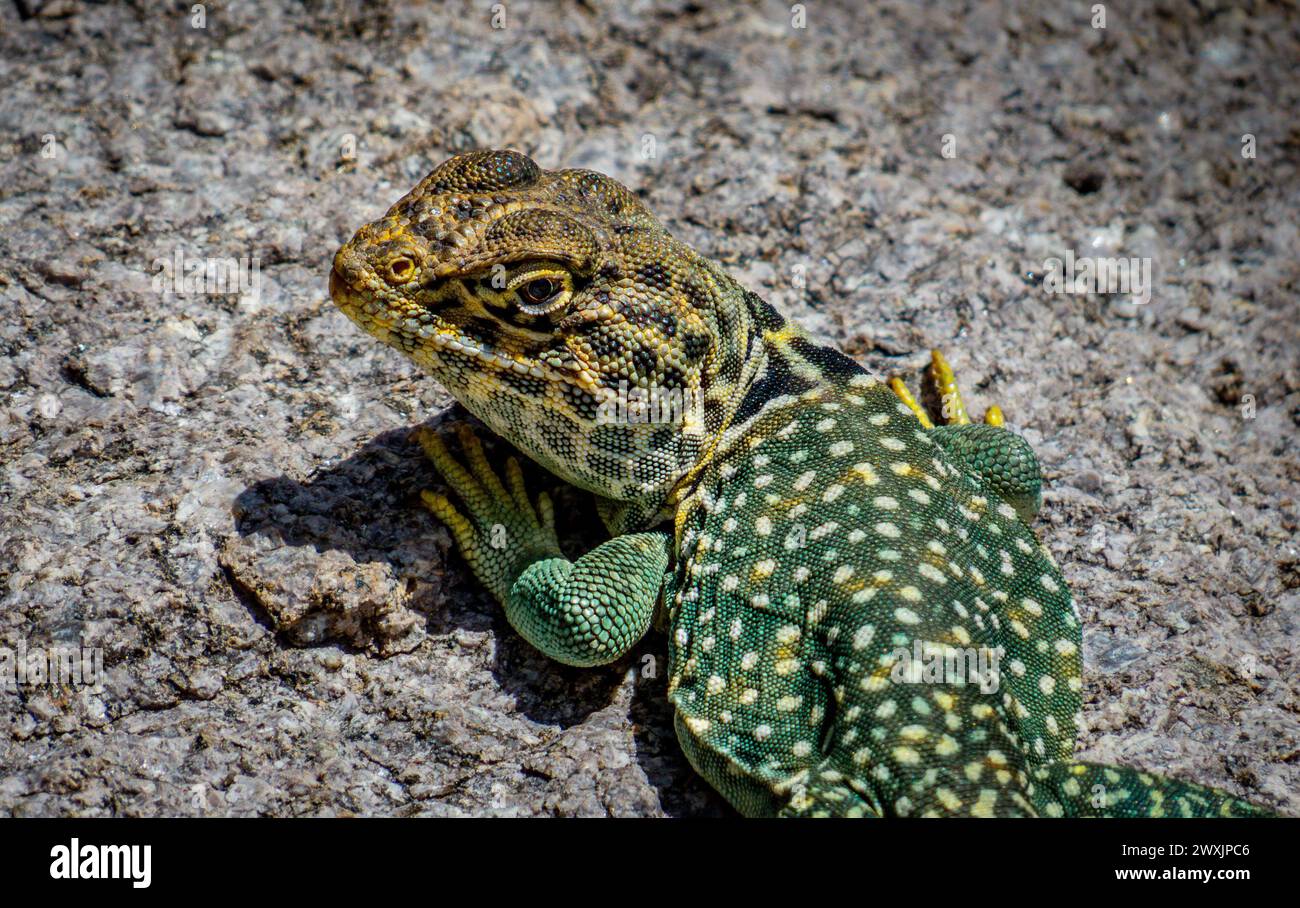 Colorful Eastern Collared Lizard resting in the summer heat Stock Photo ...