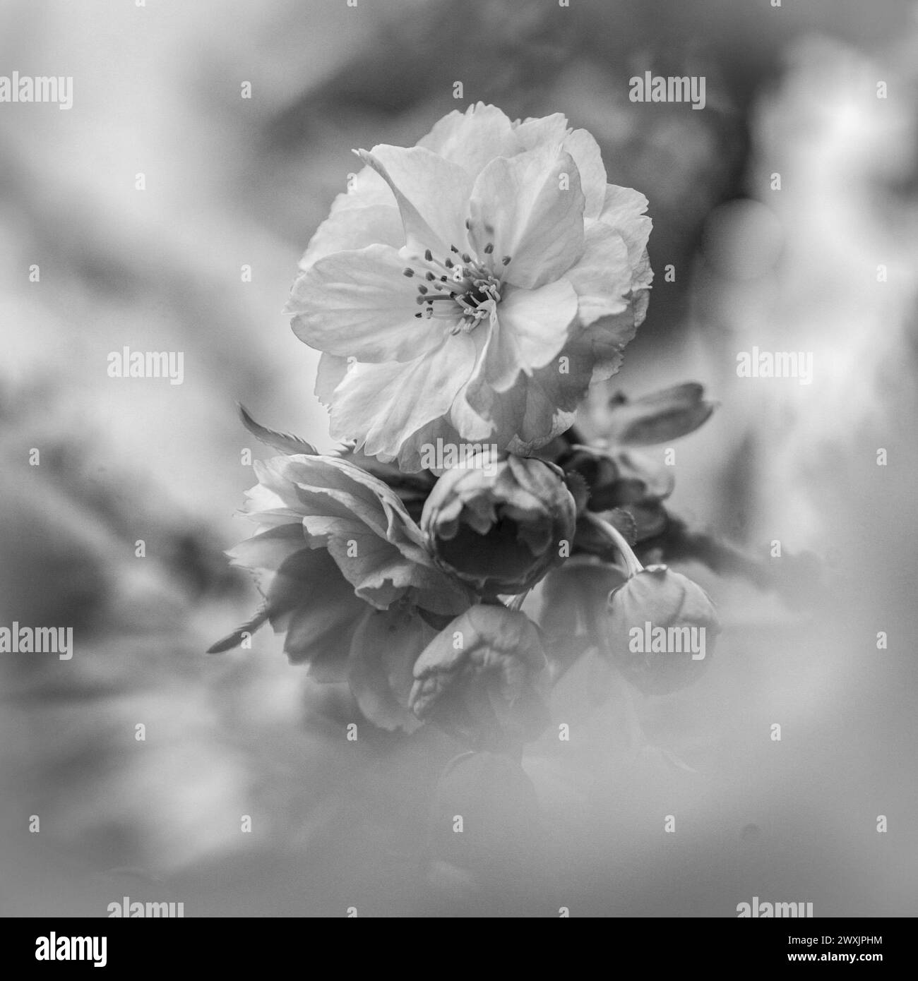Wedding card cherry flowers Black and White Stock Photos & Images - Alamy