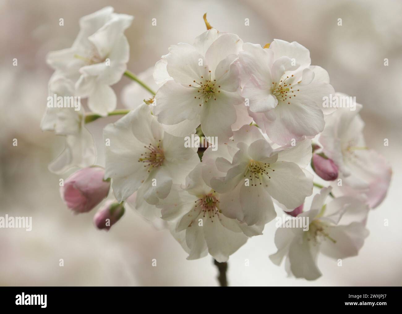 Spring Cherry Blossom Stock Photo - Alamy