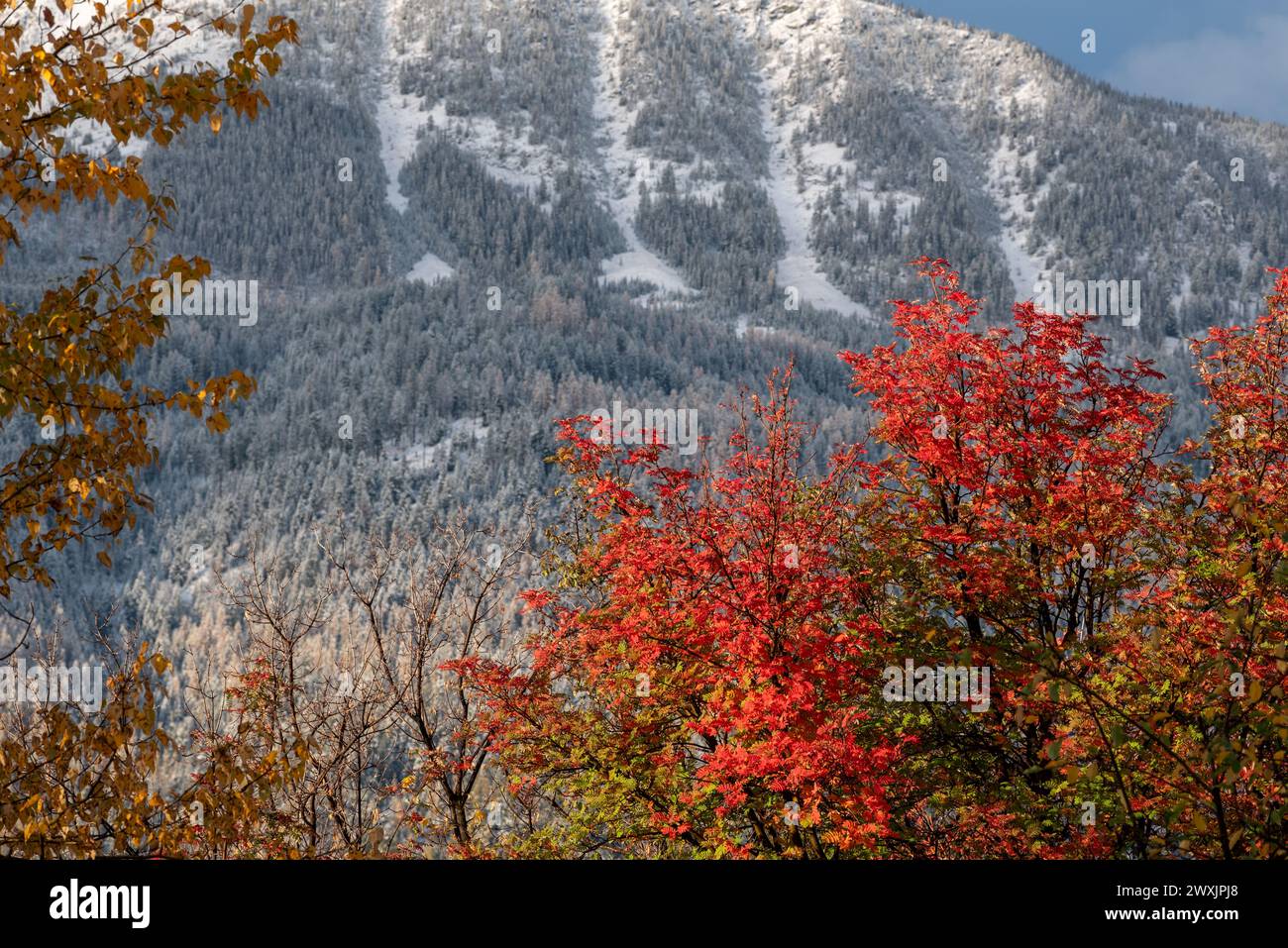 Fall foliage, Wallowa Valley, Oregon Stock Photo - Alamy