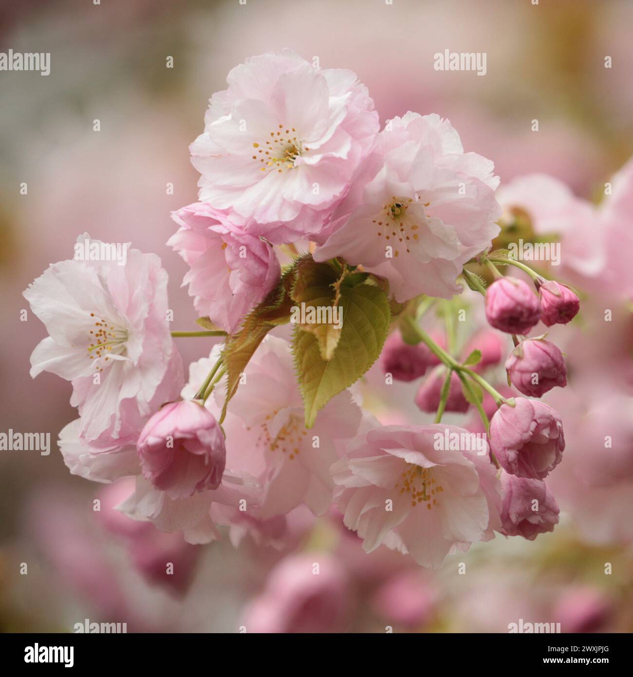 Spring Cherry Blossom Stock Photo - Alamy