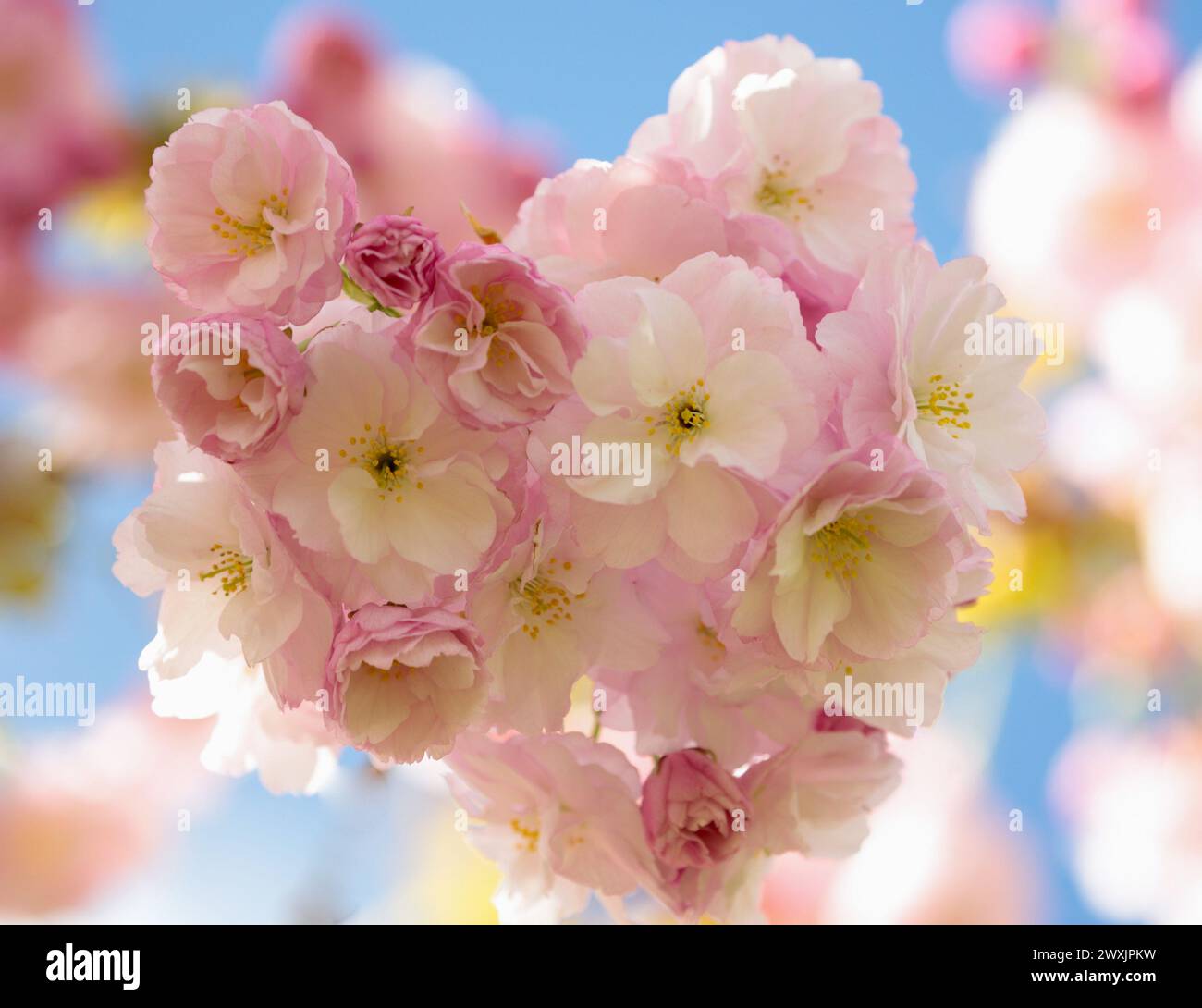 Spring Cherry Blossom Stock Photo - Alamy